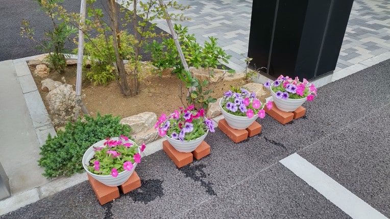 【MIRAIZの花日記】日長きこと至る（きわまる） - MIRAIZ株式会社