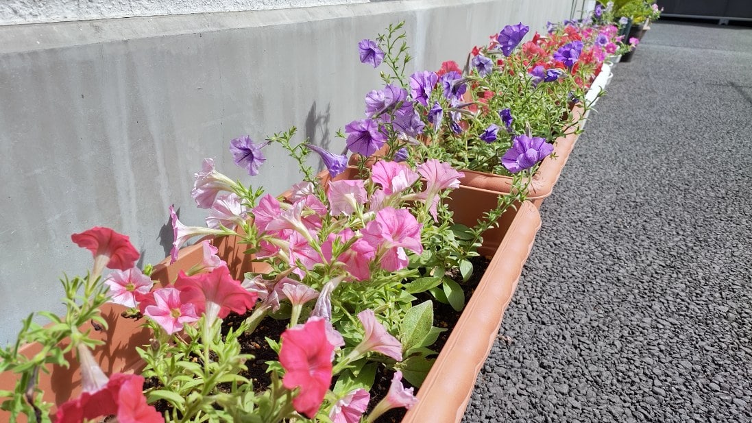 【MIRAIZの花日記】一巡 - MIRAIZ株式会社