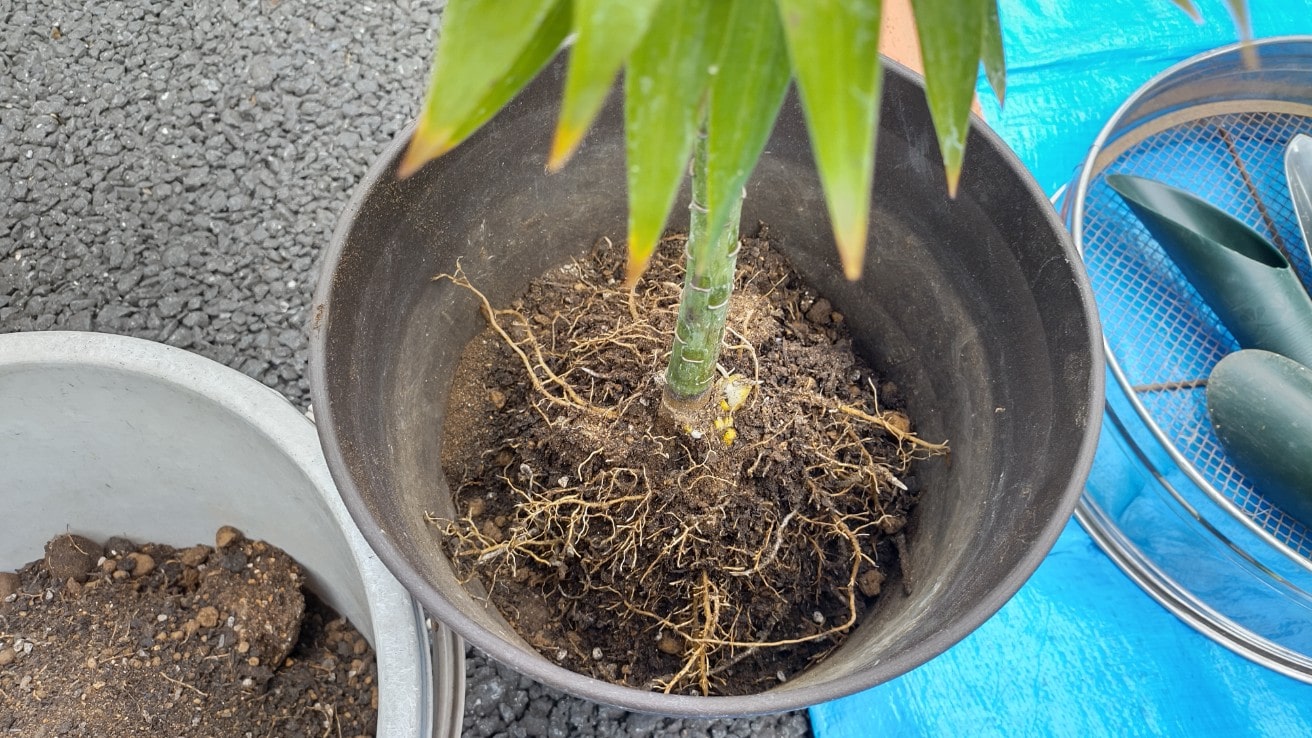 【MIRAIZの花日記】春の支度～カサブランカ - MIRAIZ株式会社