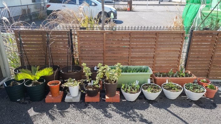 【MIRAIZの花日記】春の装い - MIRAIZ株式会社