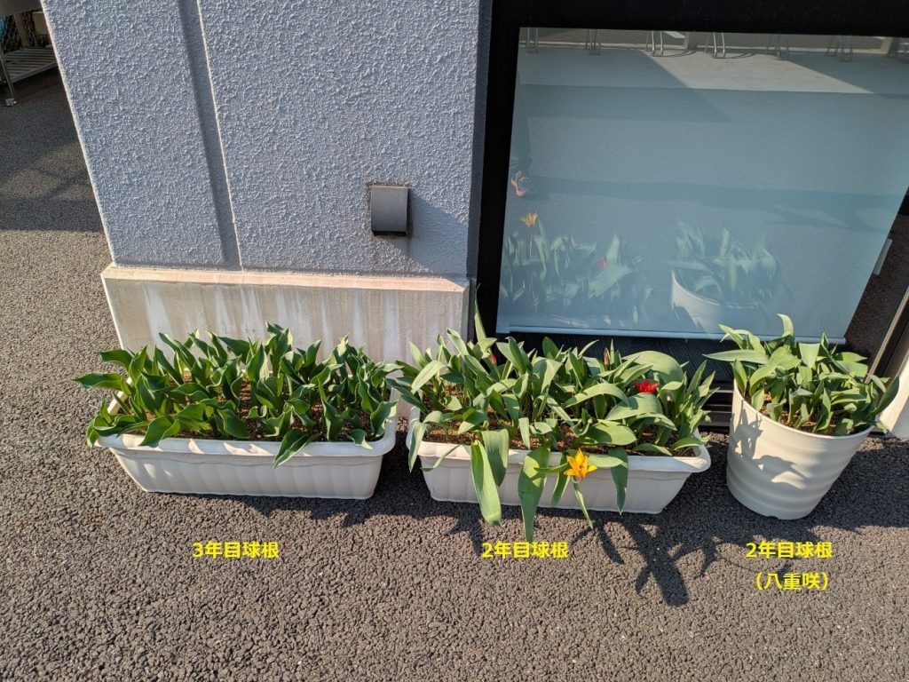 【MIRAIZの花日記】むくむく～開花ラッシュ - MIRAIZ株式会社