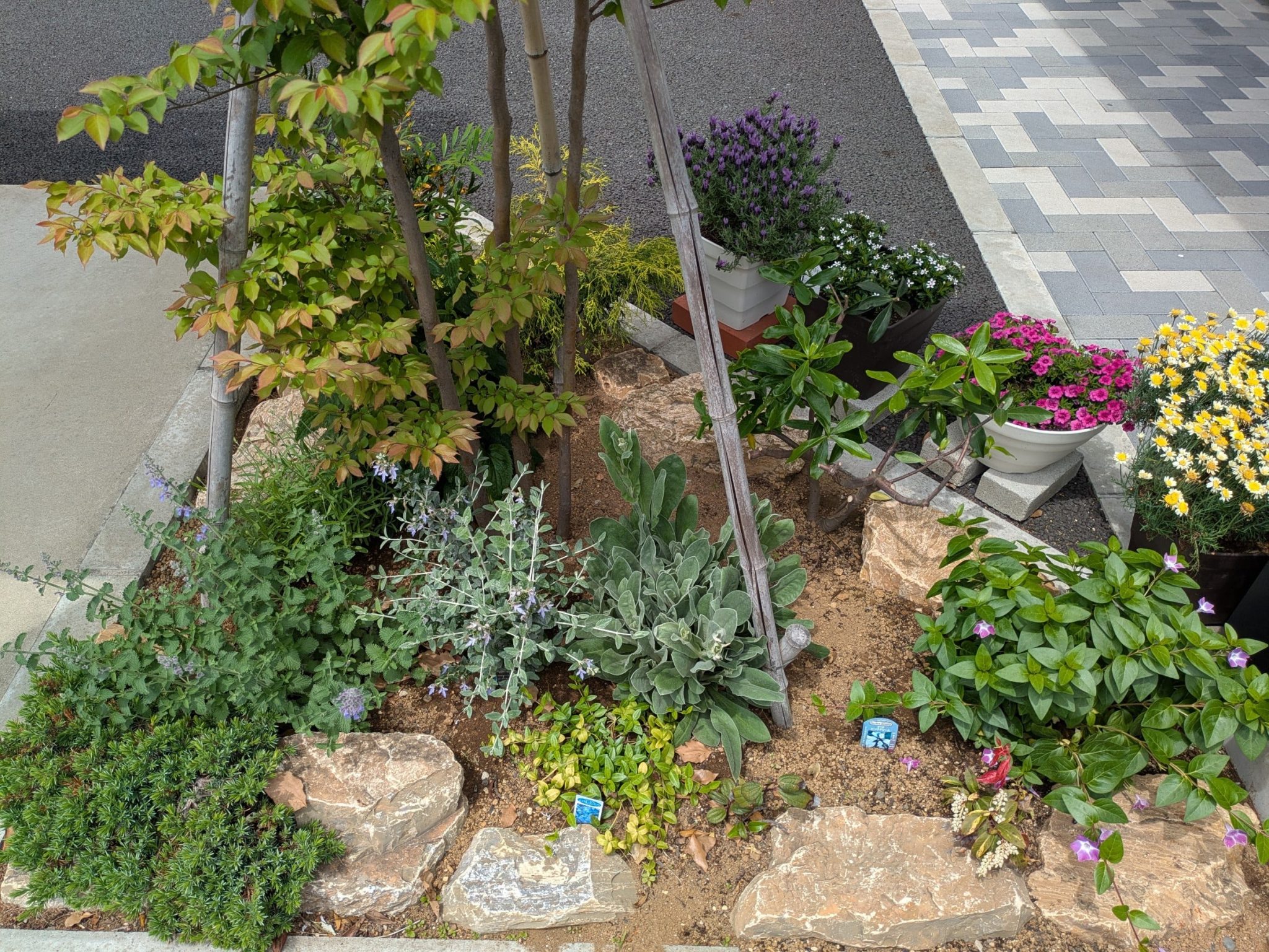 【MIRAIZの花日記】再会と再生 - MIRAIZ株式会社